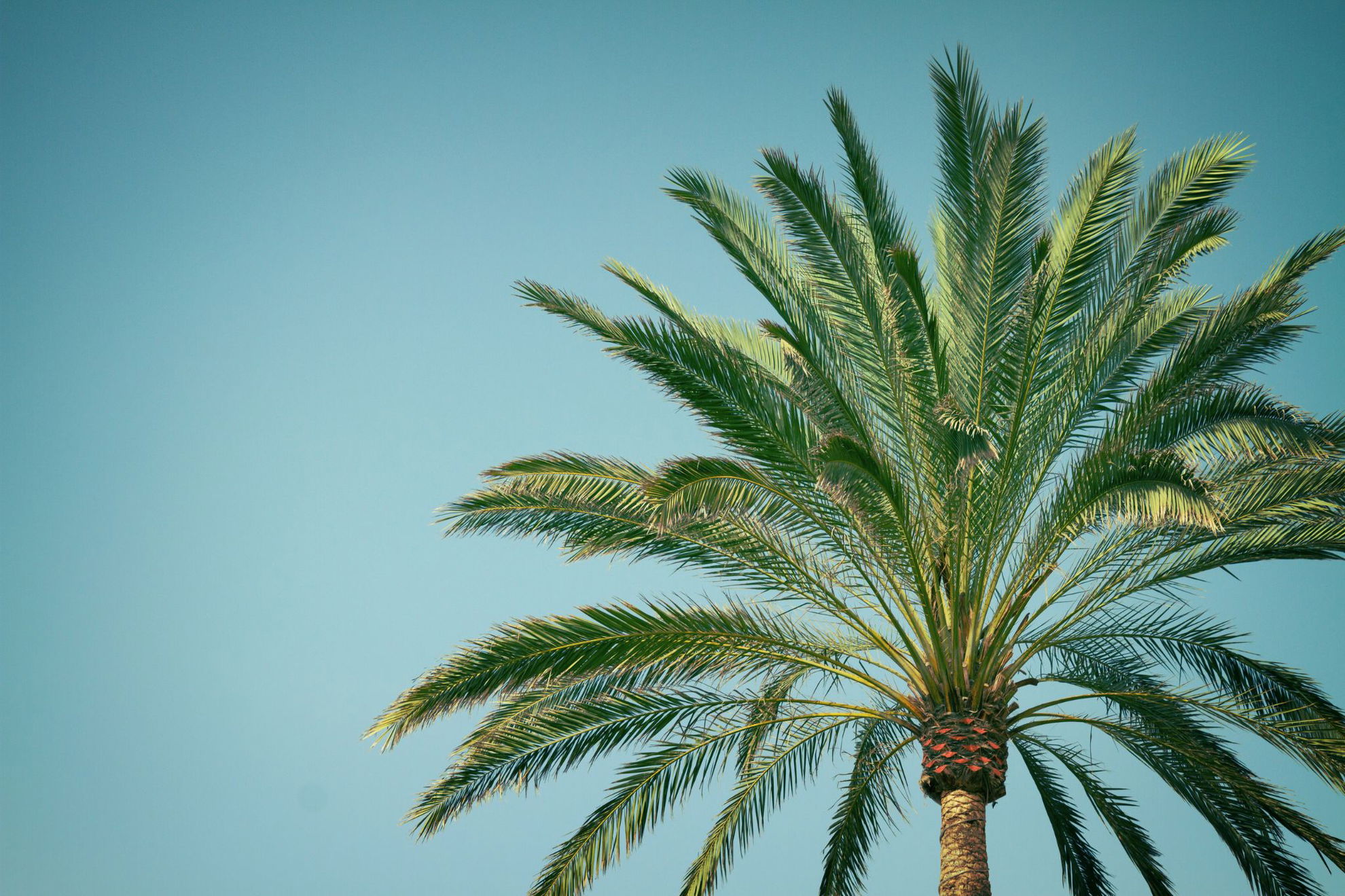 Metapher: Die Palme mit der schweren Last